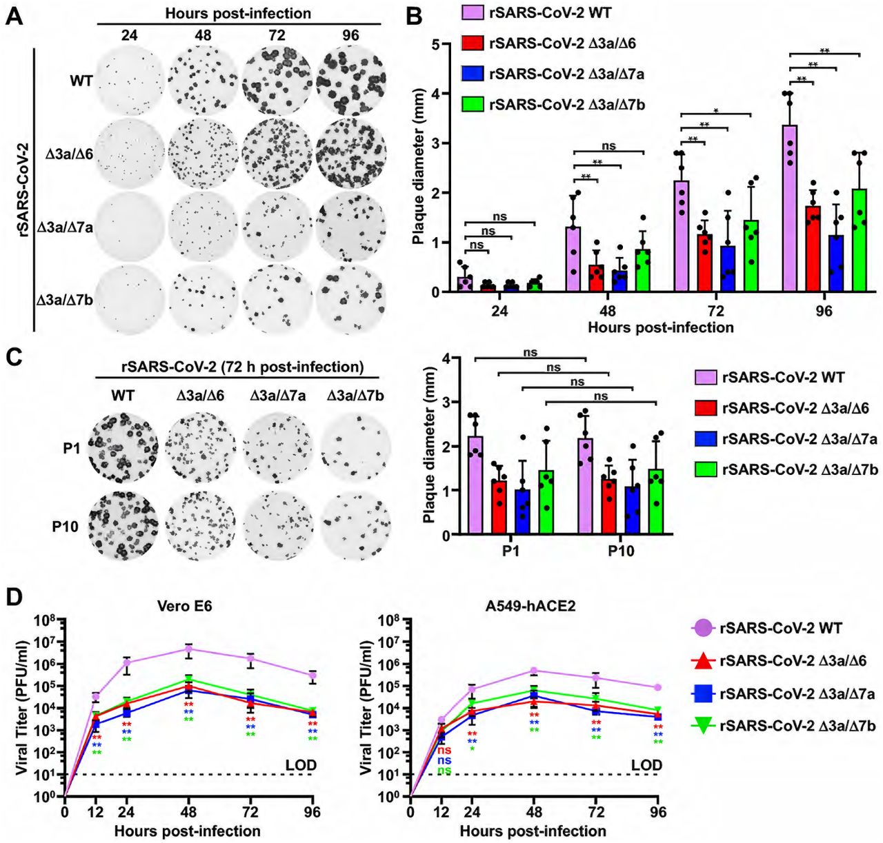 Vero E6 Cell Line Expressing Hace2 | BEI Resources | Bioz