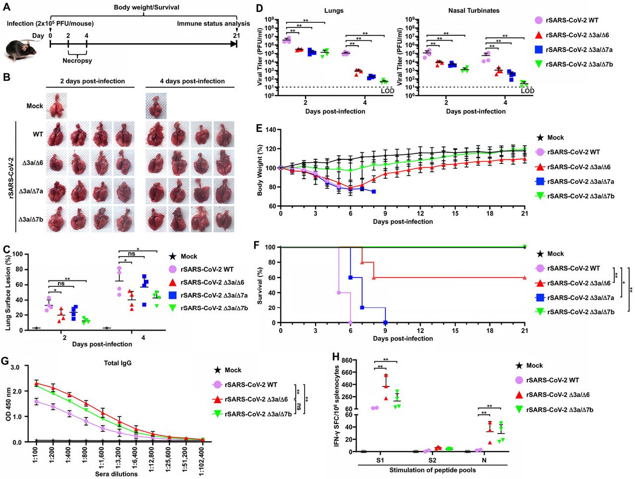 Vero E6 Cell Line Expressing Hace2 | BEI Resources | Bioz