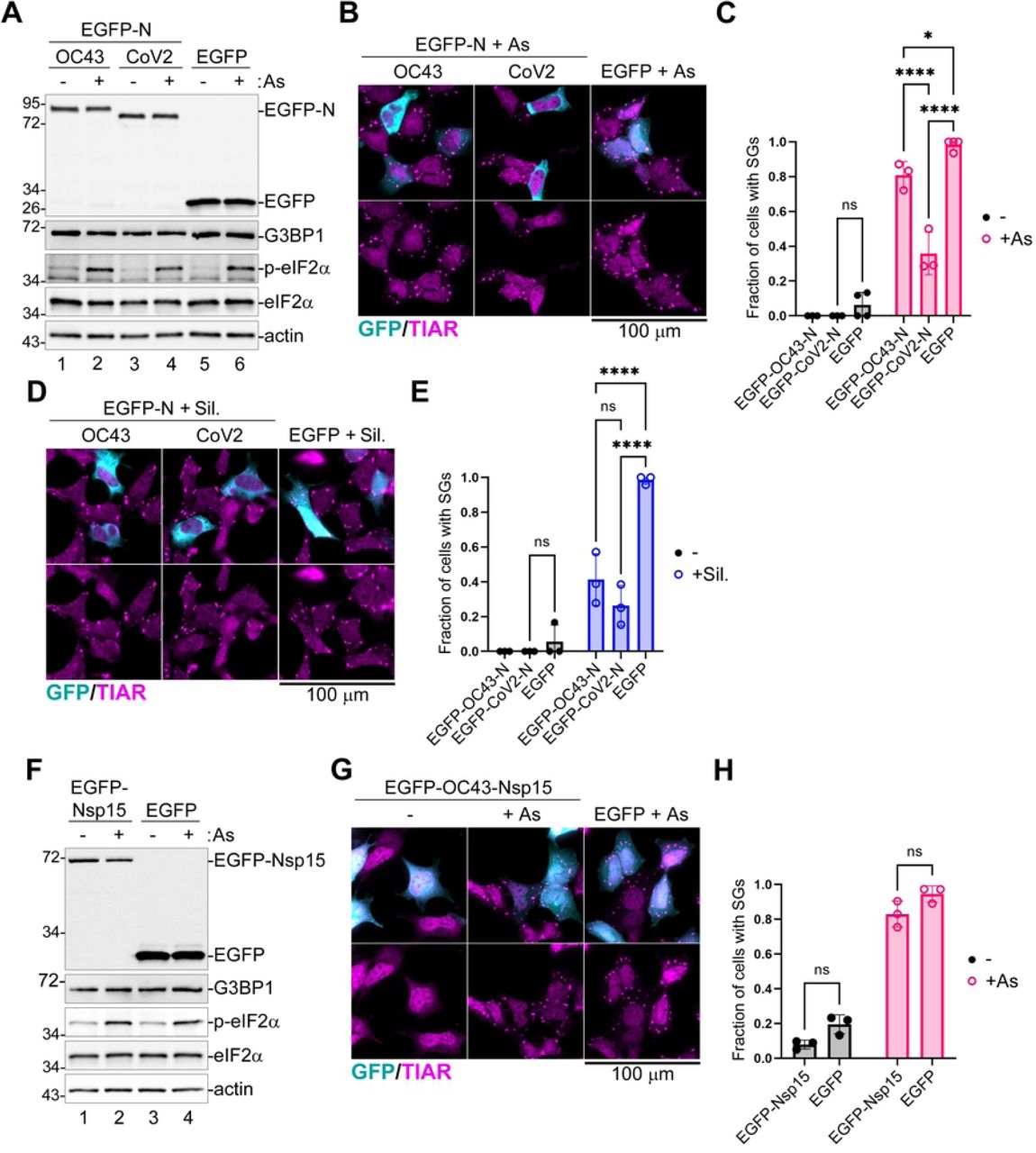 Human Embryonic Kidney Hek 293a Cells | Thermo Fisher | Bioz