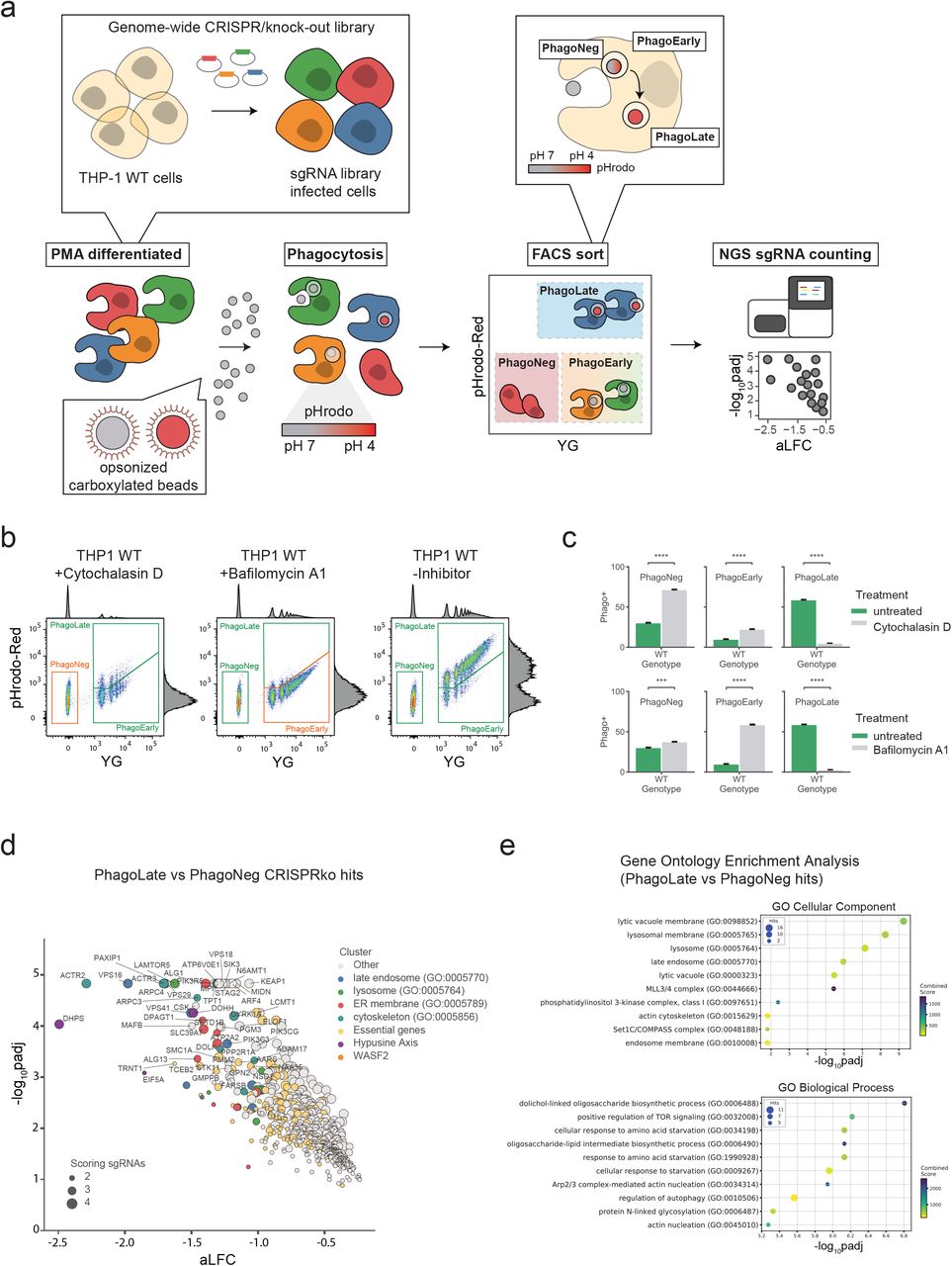 Bafilomycin A1 | Enzo Biochem | Bioz