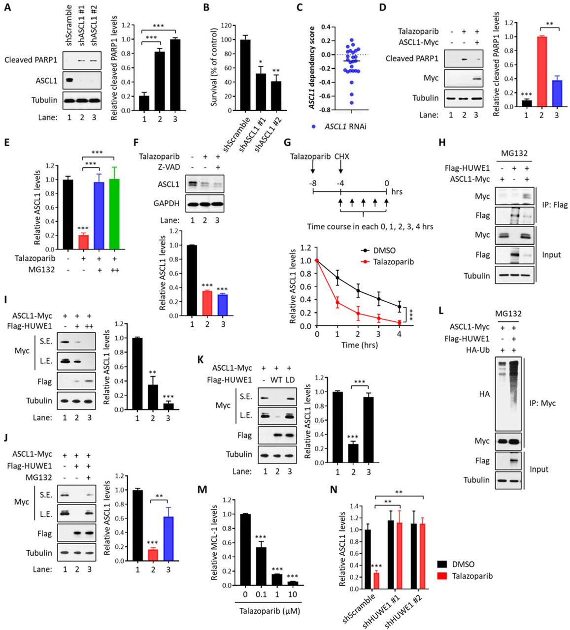 Anti Flag M2 Affinity Gel Beads | Millipore | Bioz