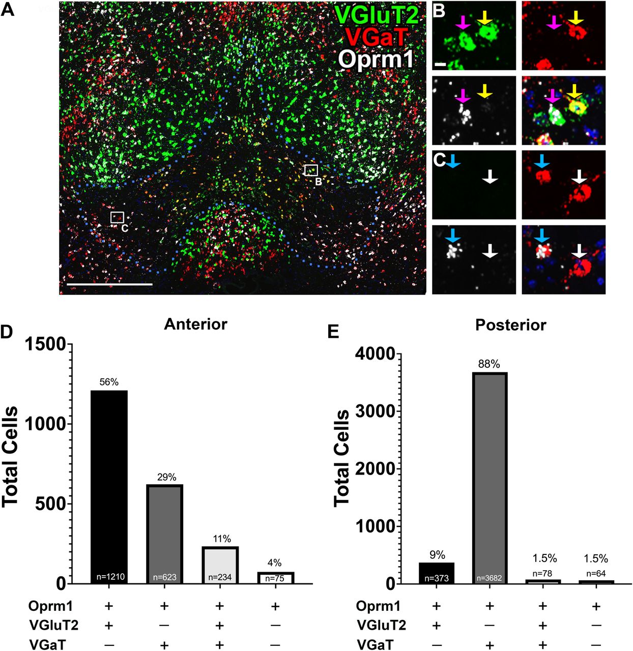 Slc17a6 | Advanced Cell Diagnostics Inc | Bioz