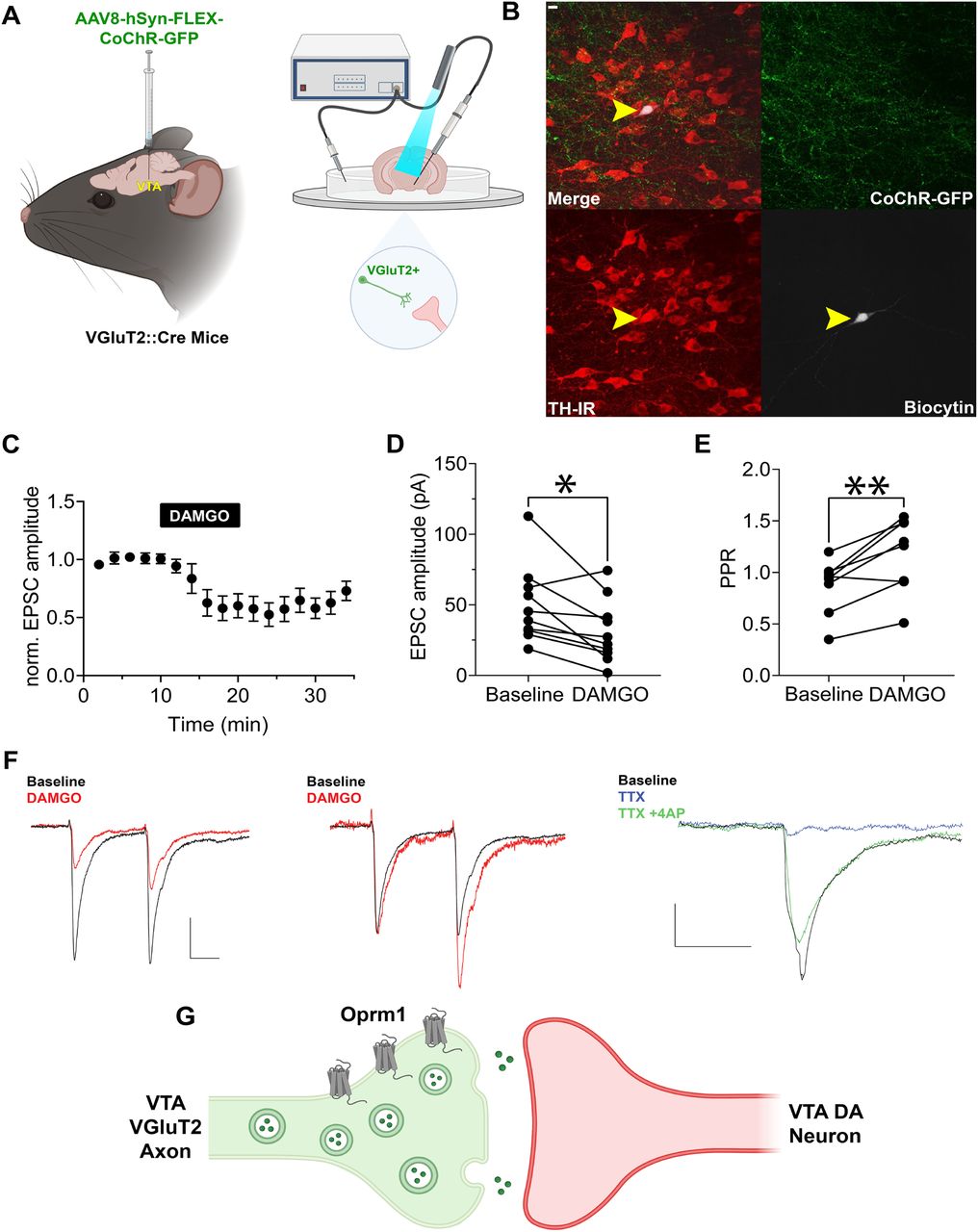 Slc17a6 | Advanced Cell Diagnostics Inc | Bioz