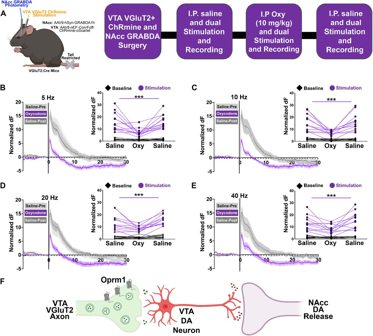 Slc17a6 | Advanced Cell Diagnostics Inc | Bioz