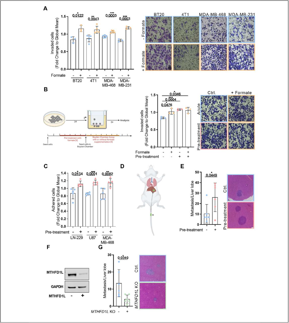 Breast Cancer Cells Breast Cancer Cells | Thermo Fisher | Bioz