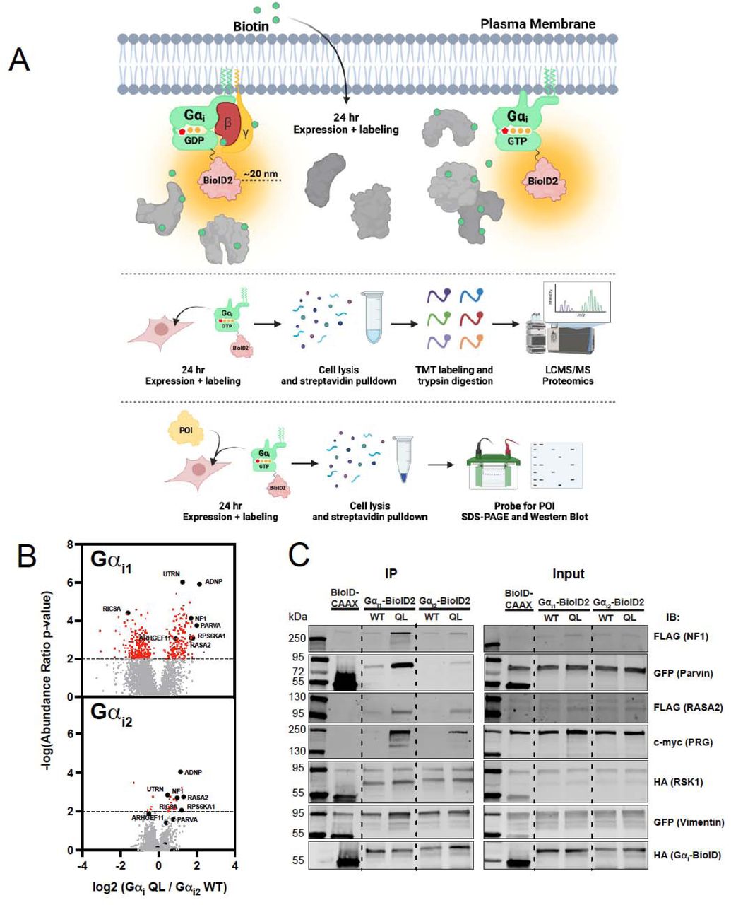 Ht1080 Cells | ATCC | Bioz