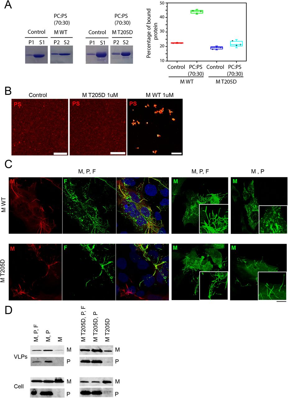 Bronchial Epithelial Cell Line Beas 2b Cells | ATCC | Bioz