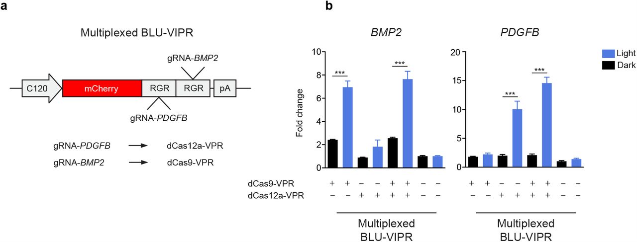 Sp Dcas9 Vpr | Addgene inc | Bioz