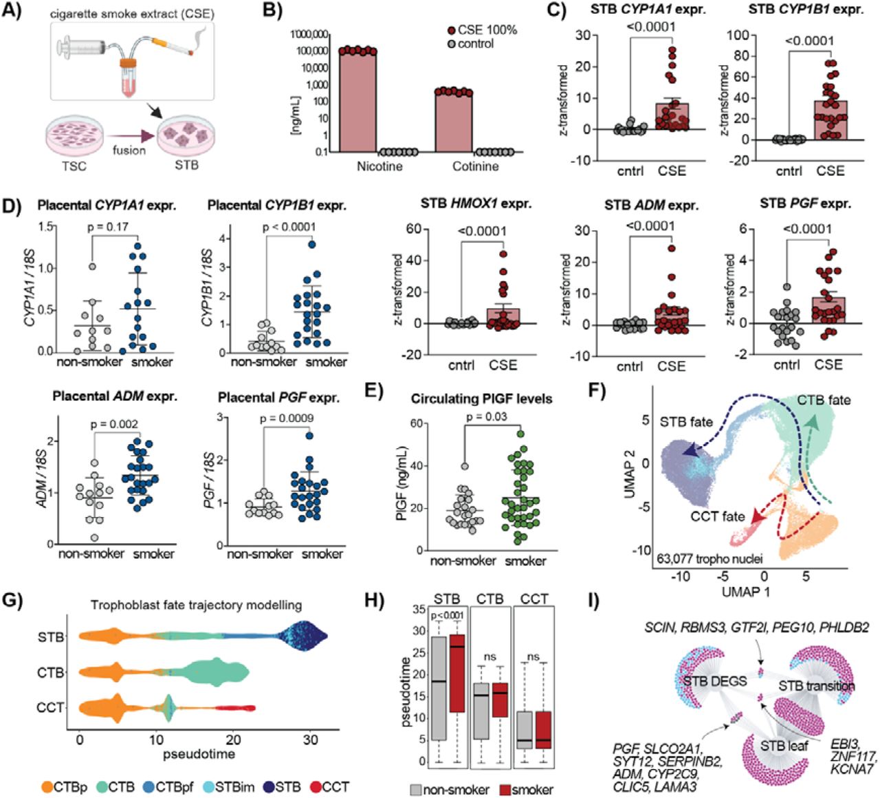 Cotinine | Toronto Research Chemicals | Bioz