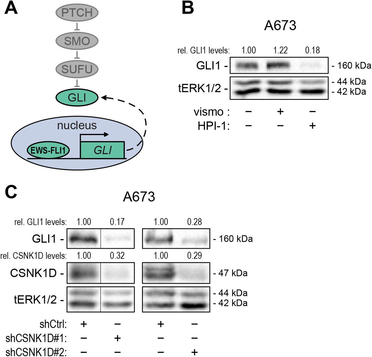 Gli1 Sgrna Targeting Sequence | Addgene inc | Bioz