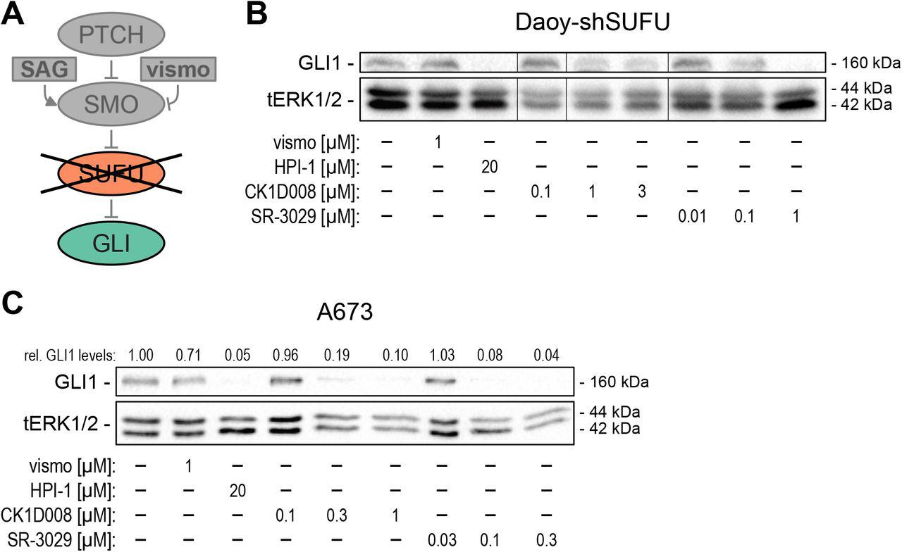 Ewing Sarcoma Cell Lines A673 | ATCC | Bioz