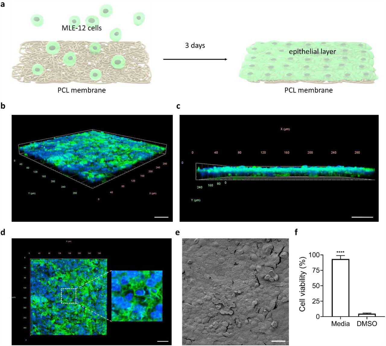 Murine Lung Alveolar Epithelial Cells Mle 12 | ATCC | Bioz