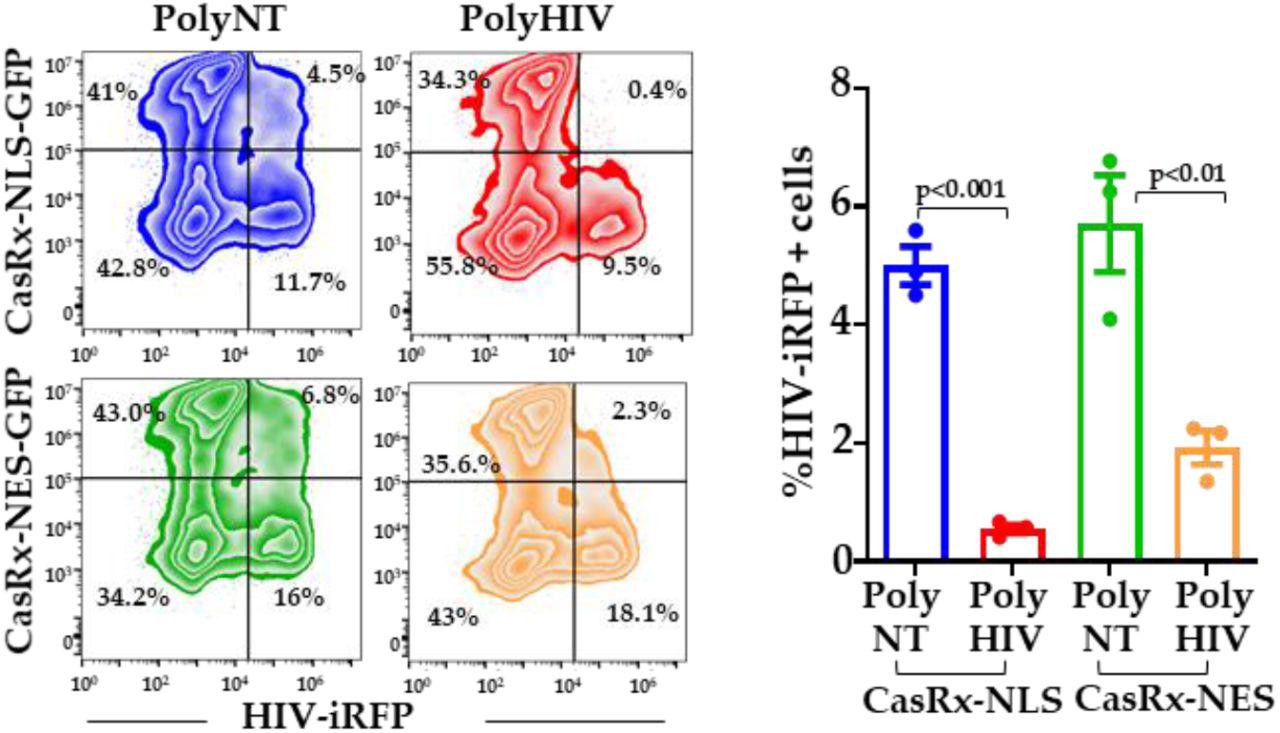 Vesicular Stomatitis Virus G Vsv G Envelope Expressing Plasmid Pmd2 G | Addgene inc | Bioz