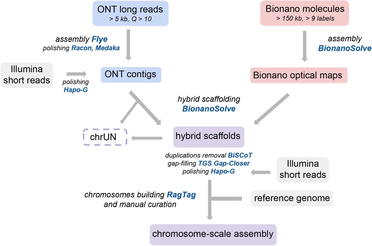 Pearl Millet Tift 23d2b1 P1 P5 Cultivar Genotype | Oxford Nanopore | Bioz