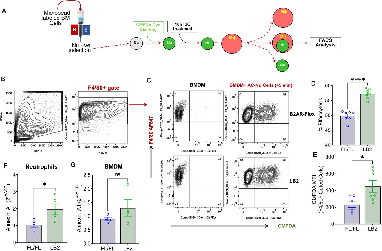 Celltracker Green | Thermo Fisher | Bioz