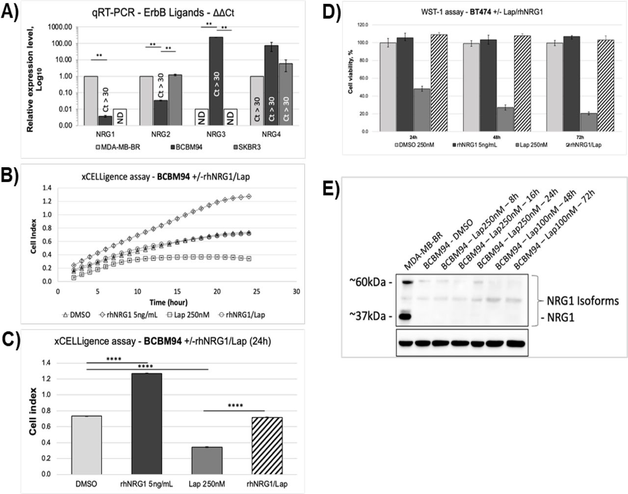 Skbr3 Htb 20 Bc Cell Lines | ATCC | Bioz