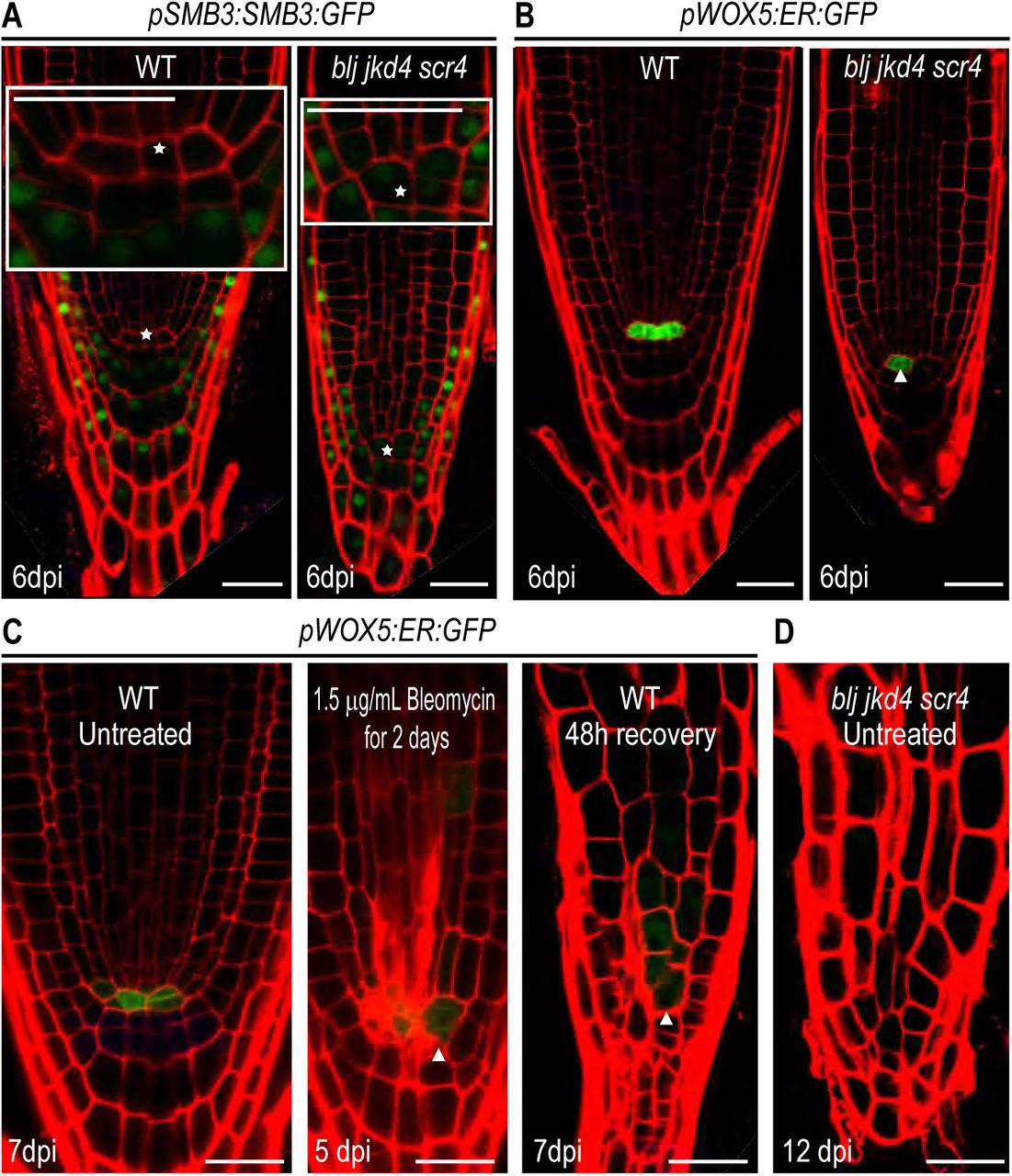 Bleomycin Sulfate | Millipore | Bioz