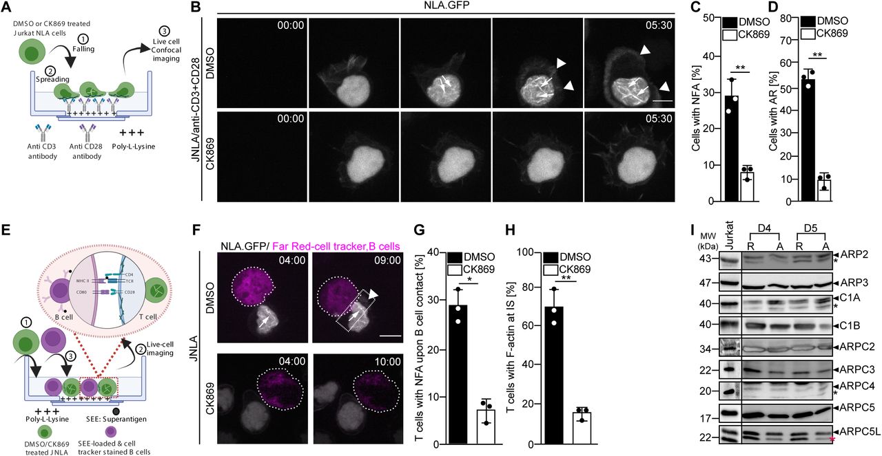 Raji B Cells | Thermo Fisher | Bioz