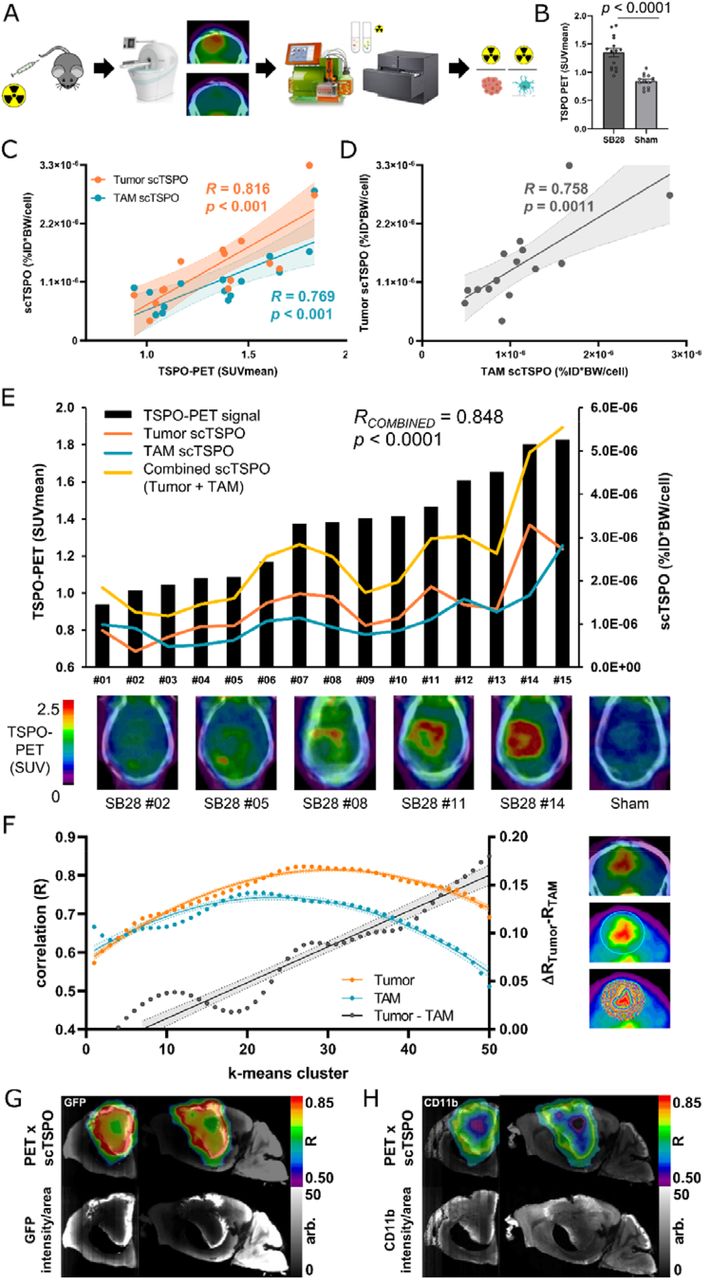 Sb28 Gfp Cells | Thermo Fisher | Bioz