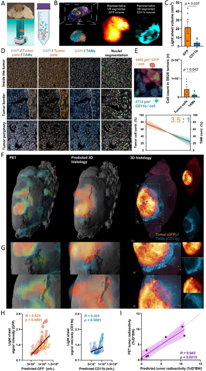 Sb28 Gfp Cells | Thermo Fisher | Bioz