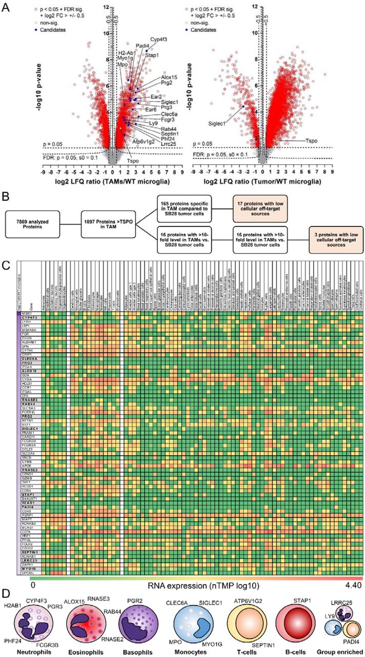 Sb28 Gfp Cells | Thermo Fisher | Bioz
