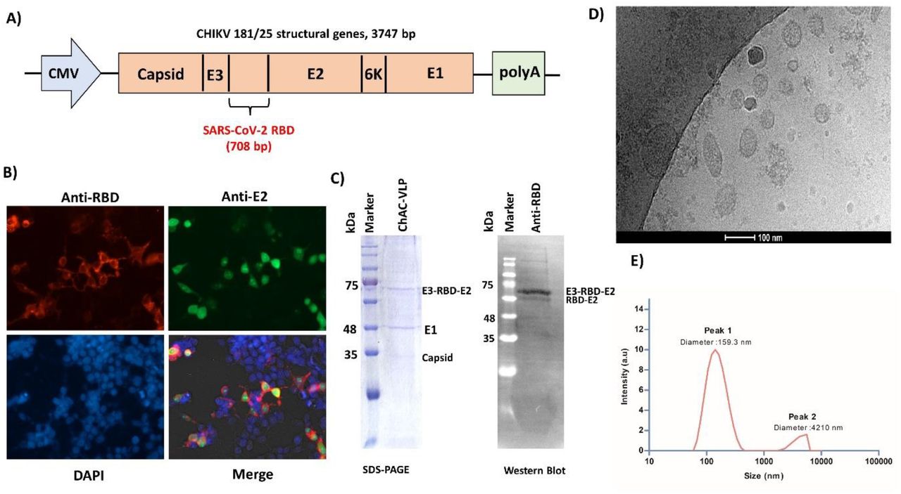 Fitc Channel | Thermo Fisher | Bioz