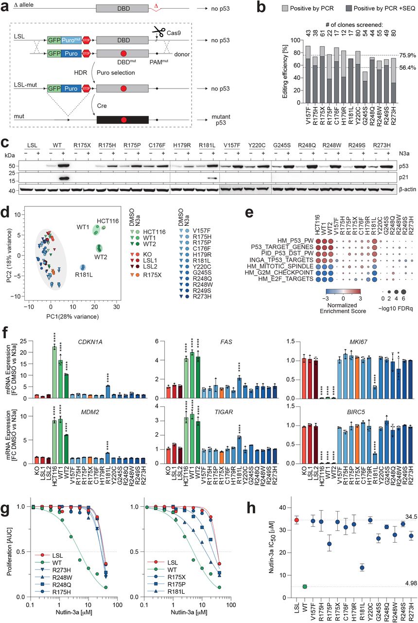 Colorectal Carcinoma Cell Line Hct116 | ATCC | Bioz