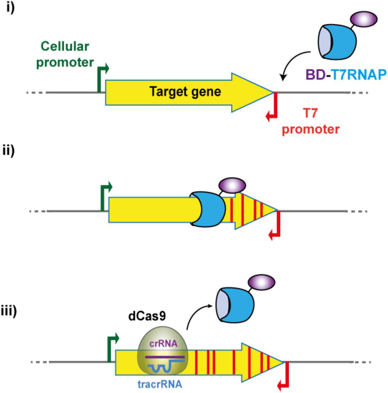 Mouse Anti T7 Rna Polymerase Monoclonal Antibody | Millipore | Bioz