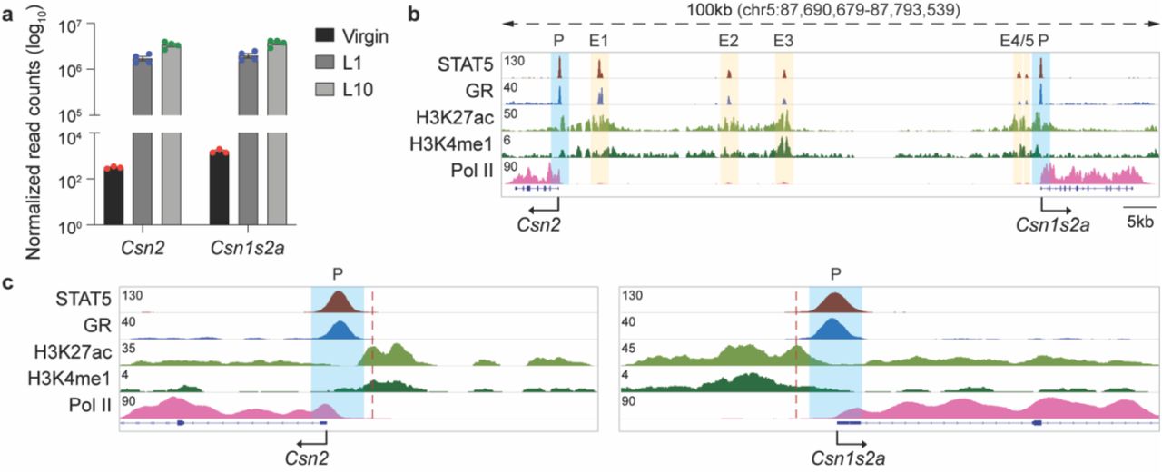 Gene Exp Gapdh Mm99999915 G1 | Thermo Fisher | Bioz