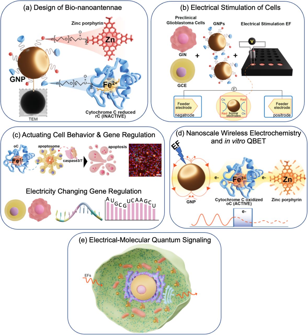 Cellevent Tm Caspase 3 7 Green Detection Reagent | Thermo Fisher | Bioz