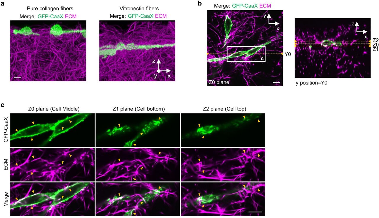 Alexa Fluor 647 Af647 Nhs Ester | Thermo Fisher | Bioz