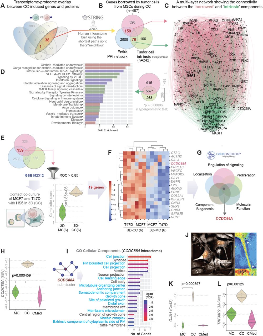T47d Htb 133 Human Er Breast Cancer Cell Lines | ATCC | Bioz