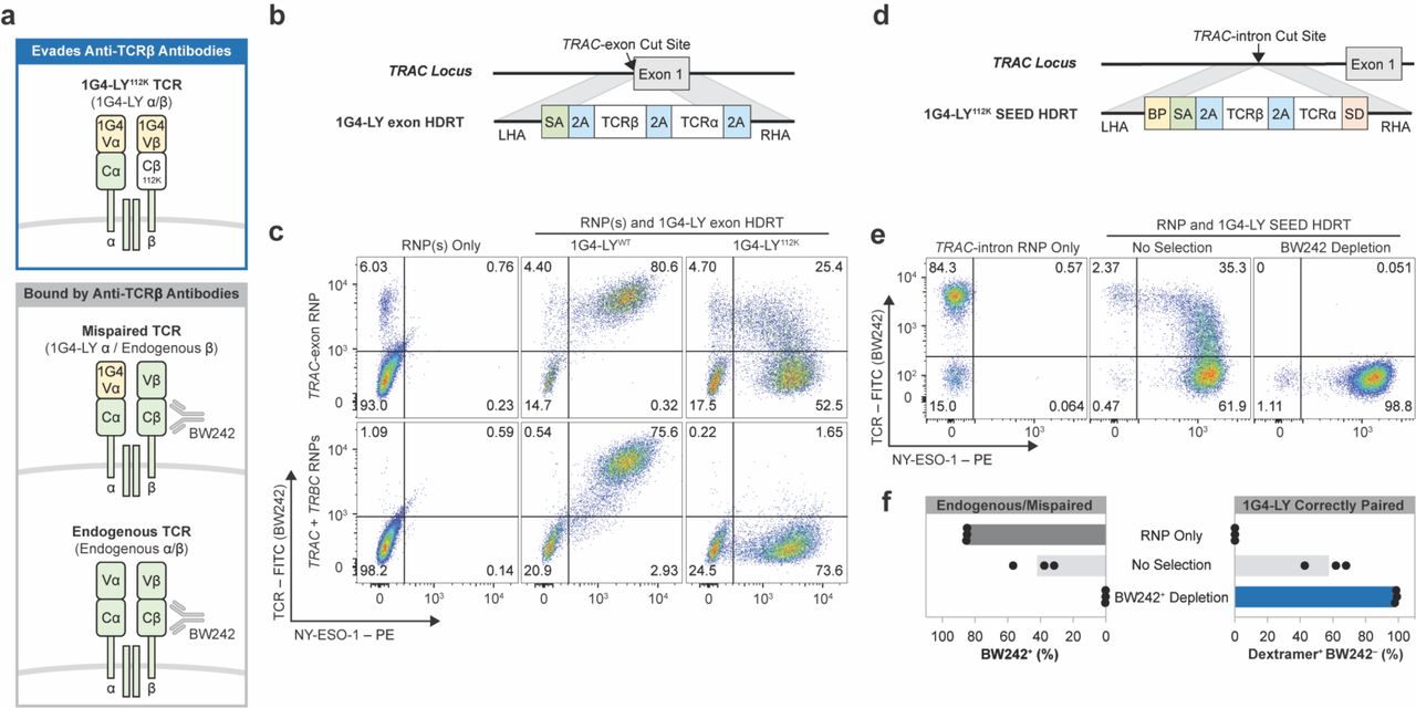 Chimeric Intron | Promega | Bioz