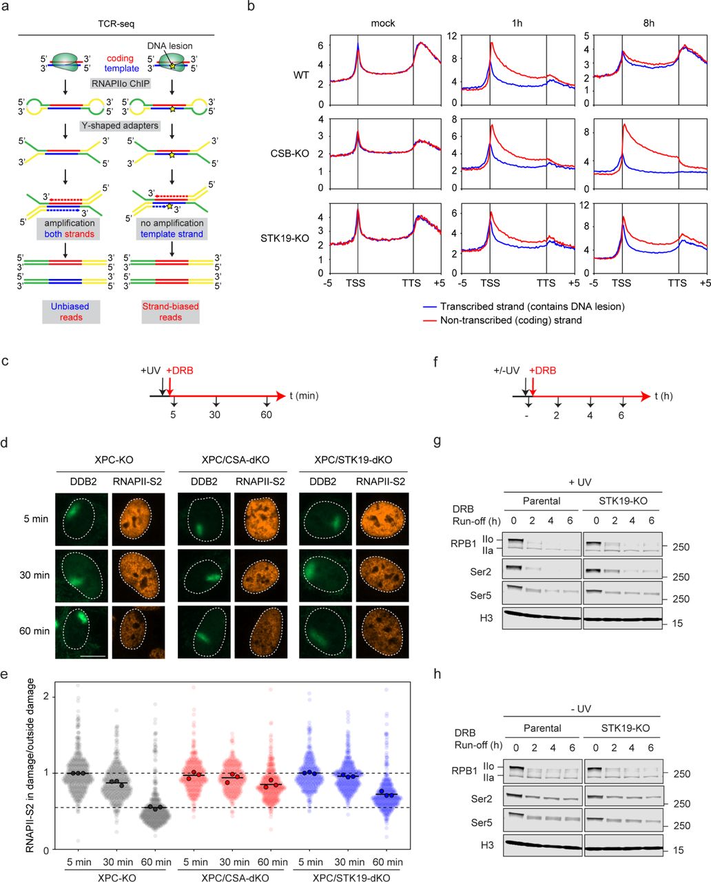 Hek293 Cell Lines | ATCC | Bioz