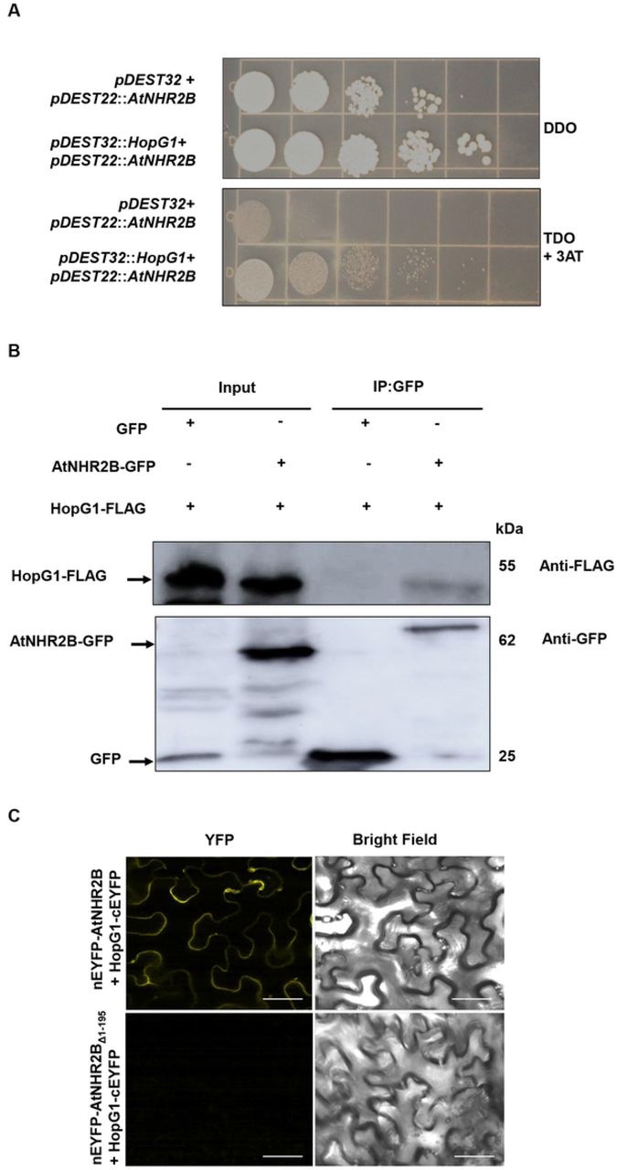 Vectors Pdest32 Bait | Thermo Fisher | Bioz