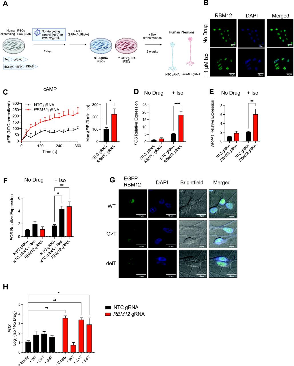 Crispri Grna Expression | Addgene inc | Bioz