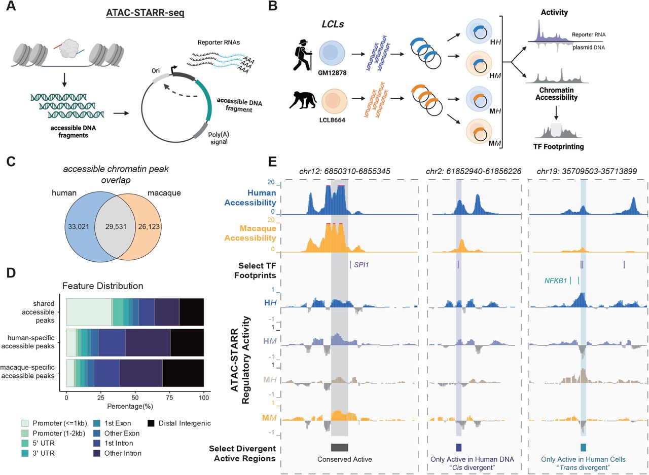 Gm12878 | ATCC | Bioz