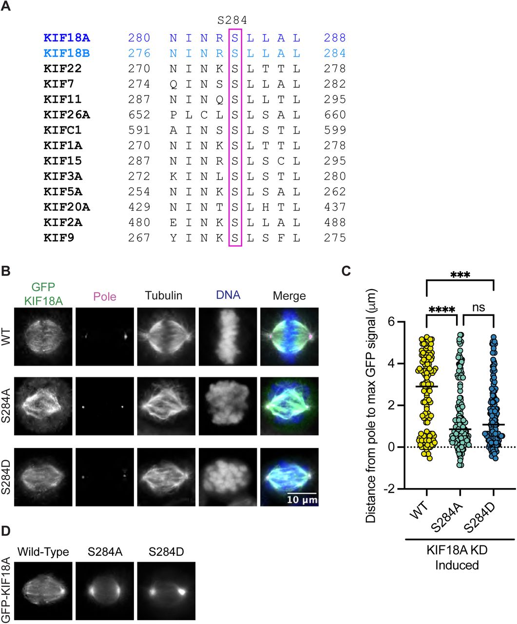 Gfp Construct | Thermo Fisher | Bioz