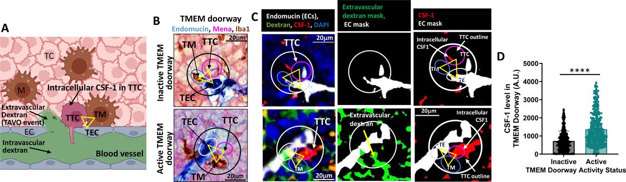 Rabbit Anti Iba 1 | Fujifilm | Bioz
