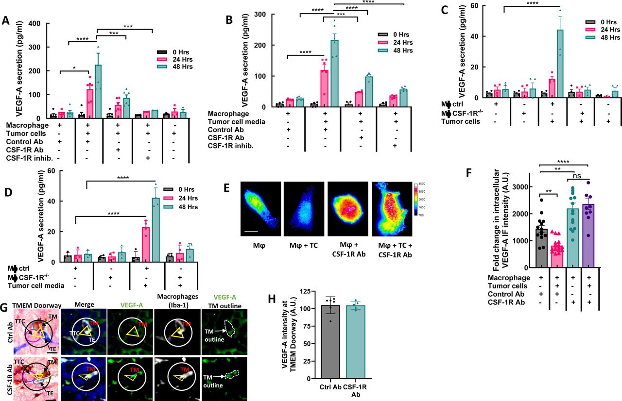 Immunofluorescent Staining For Iba1 | FUJIFILM | Bioz