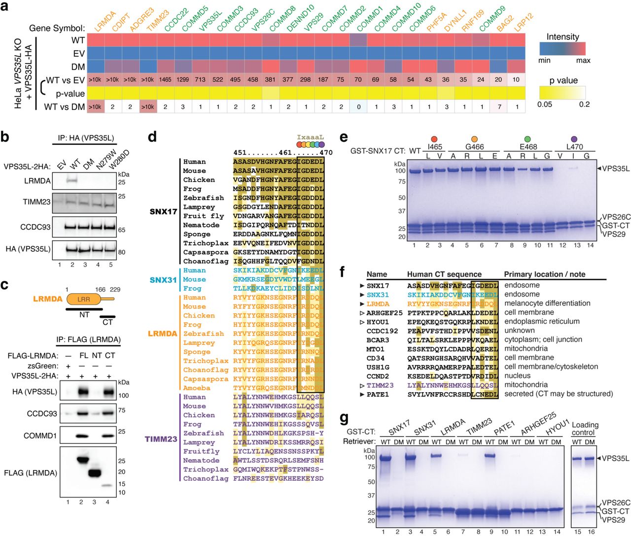 293t Cells | SignaGen | Bioz