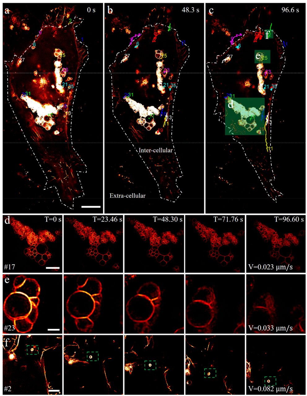 U2os Cells | Thermo Fisher | Bioz