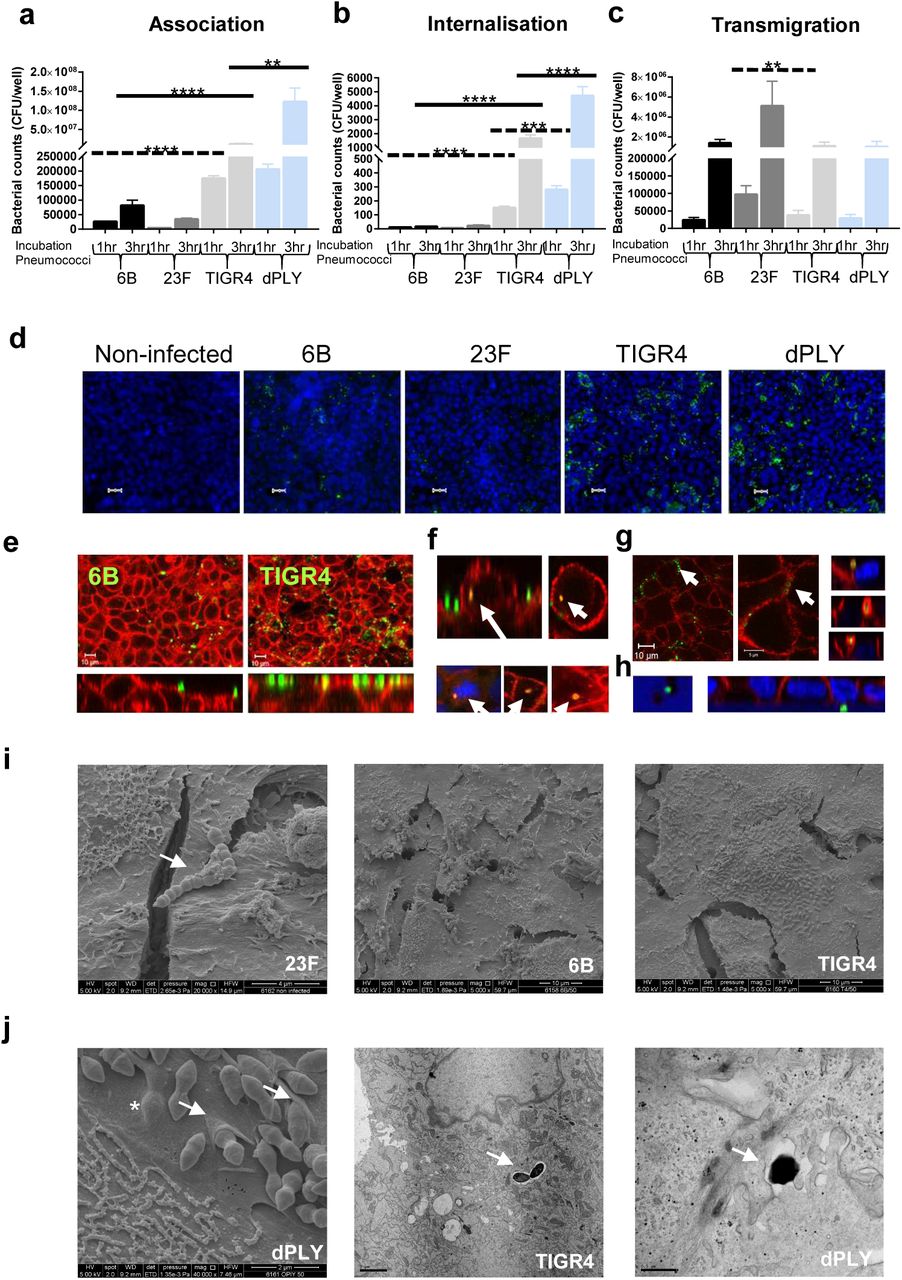 Detroit 562 Human Pharyngeal Carcinoma Epithelial Cells | ATCC | Bioz