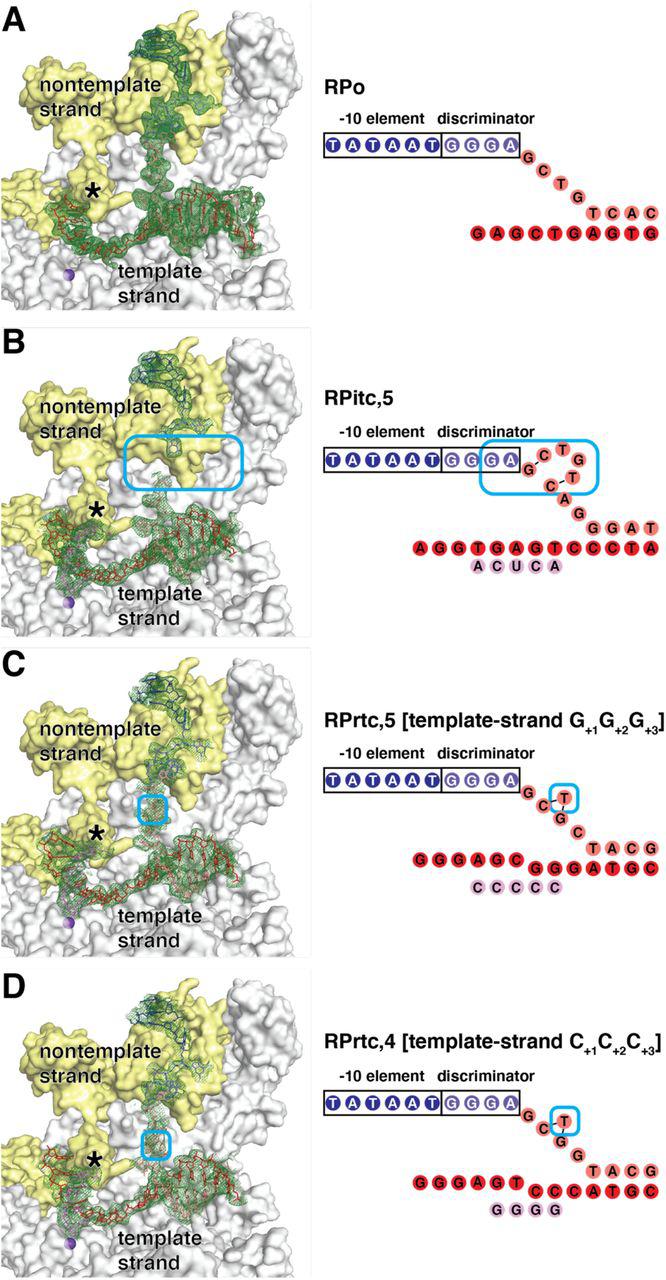 Dna Nucleotide Sequencing Reaction | Thermo Fisher | Bioz