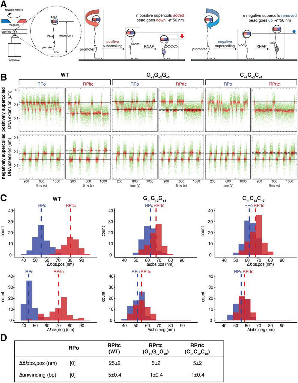 Dna Nucleotide Sequencing Reaction | Thermo Fisher | Bioz