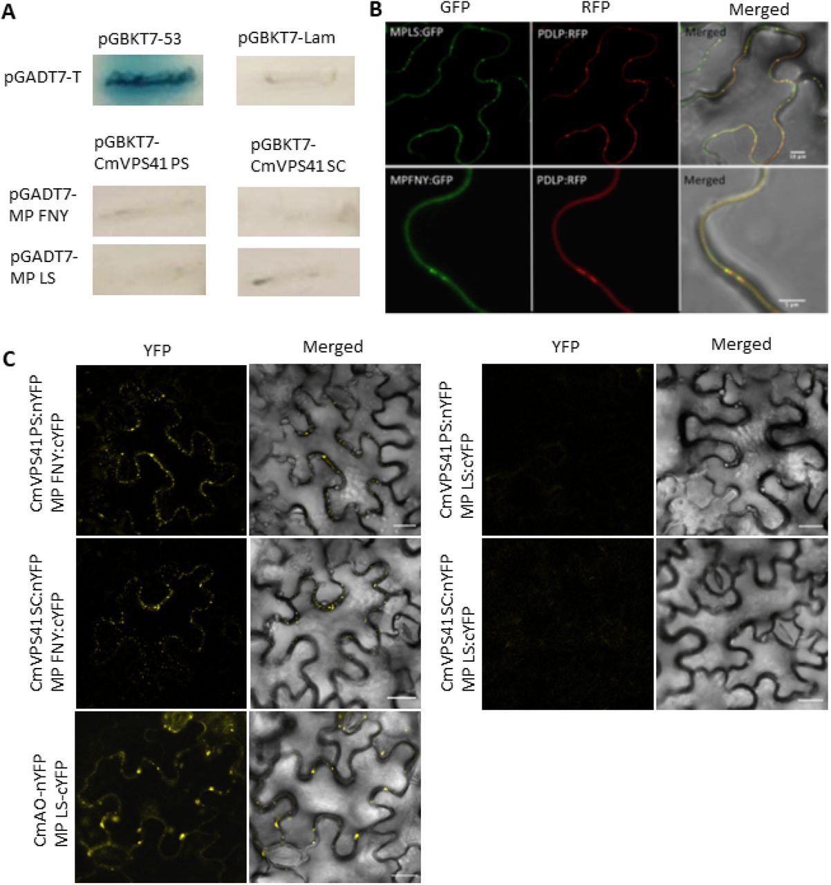 Pgbkt7 Lam Control Plasmid | TaKaRa | Bioz