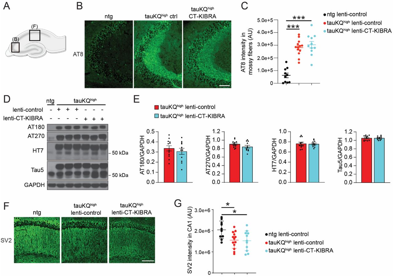 At270 | Thermo Fisher | Bioz