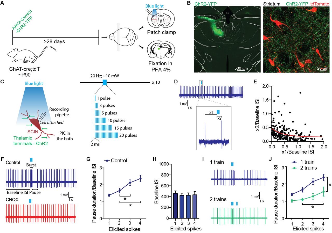 Rosa Lsl Tdtomato | Jackson Laboratory | Bioz