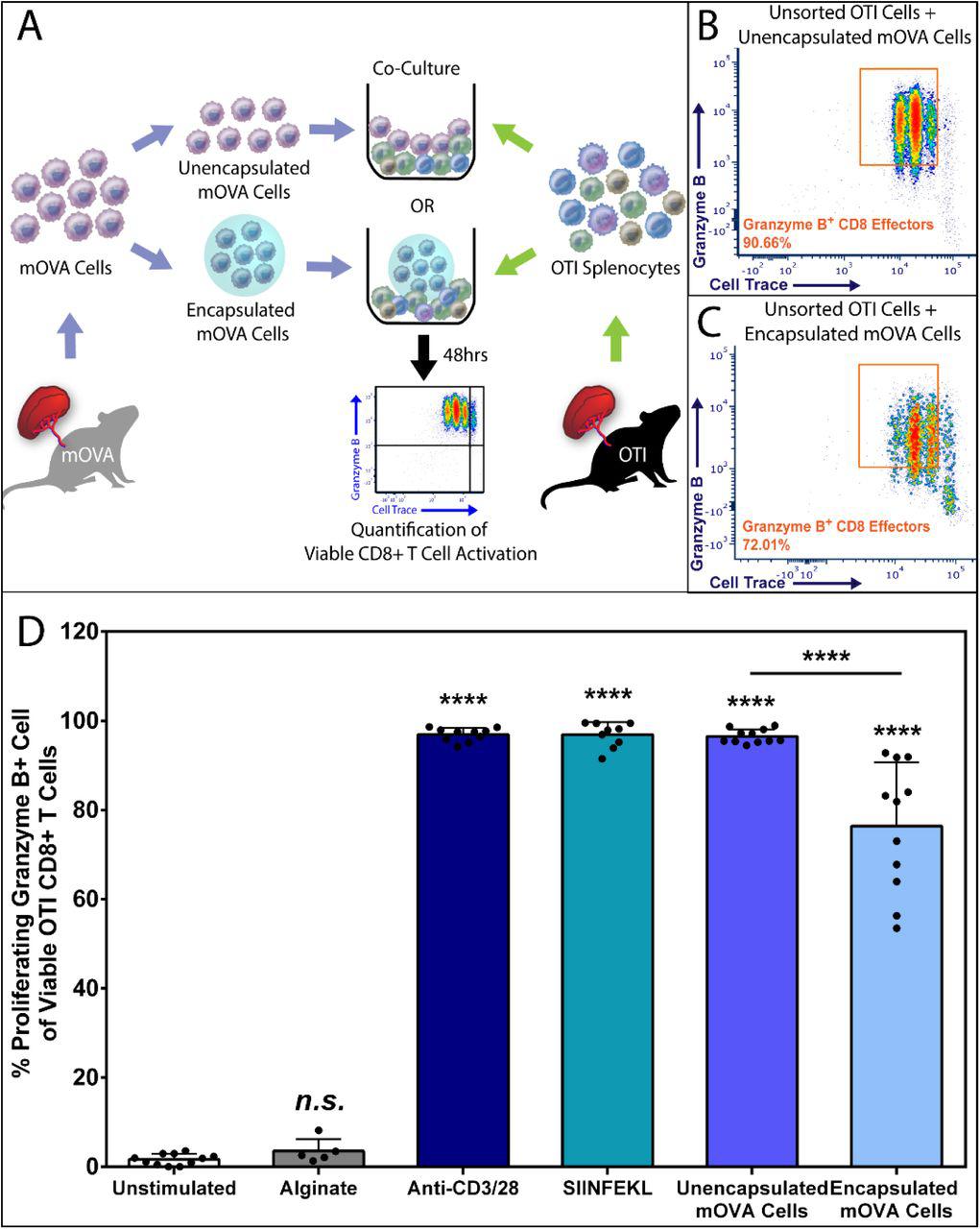 Oti Splenic Cd8 T Cells | Becton Dickinson | Bioz