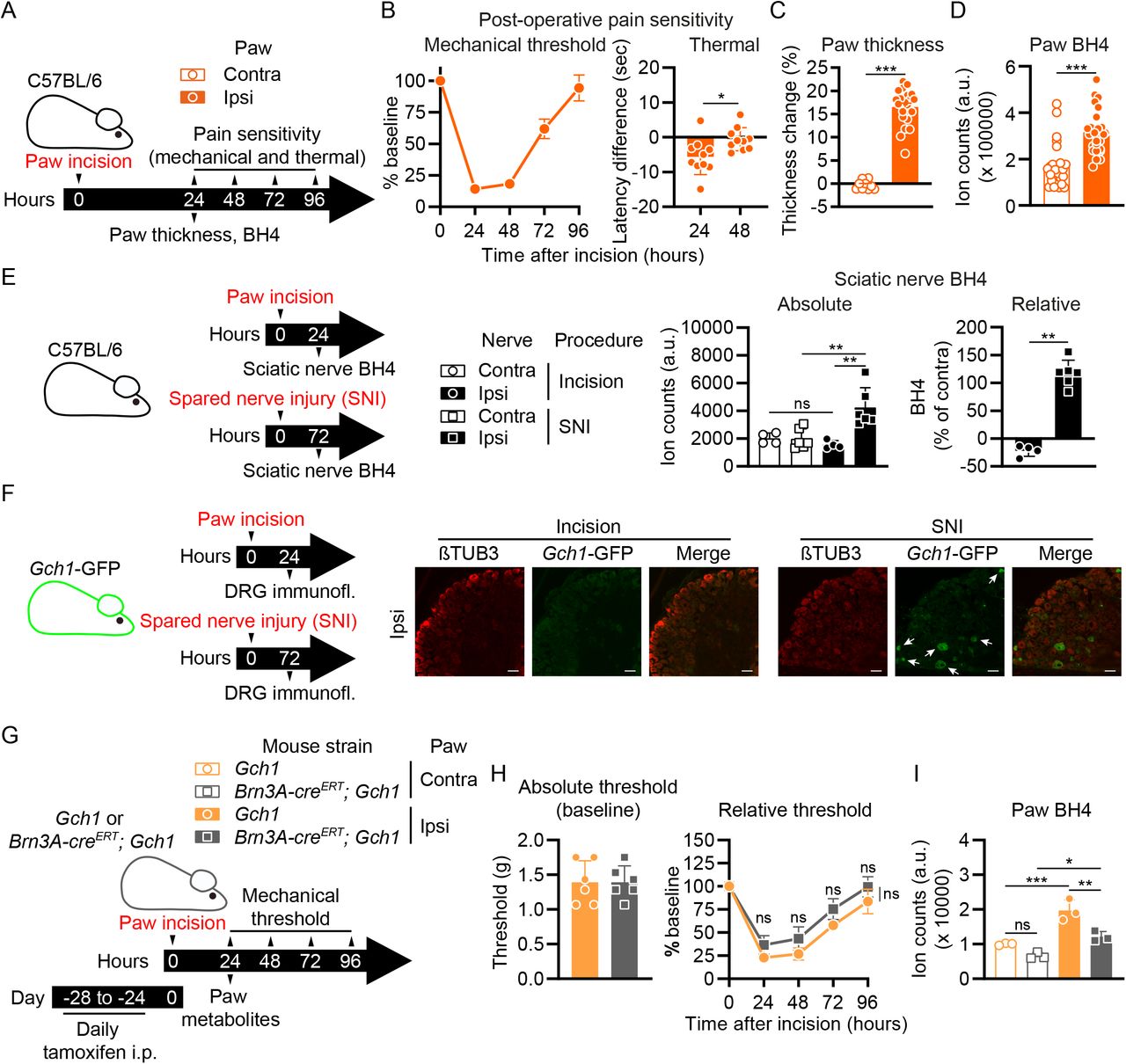 Gch1 Flox Mice | Jackson Laboratory | Bioz